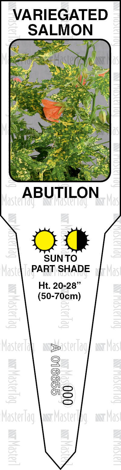 Abutilon Variegated Salmon Master Tag Stake Tag
