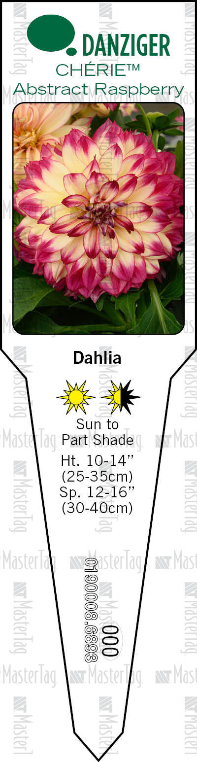 Dahlia CHÉRIE™ Abstract Raspberry Dahlia variabilis Master Tag
