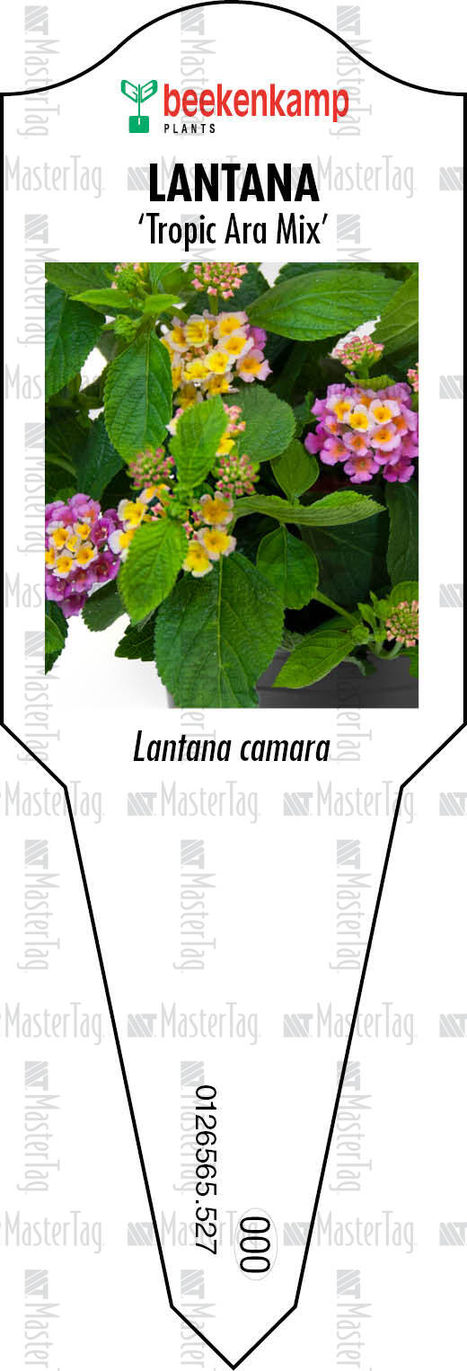 Lantana 'Tropic Ara Mix' Lantana camara MASTERTAG XL