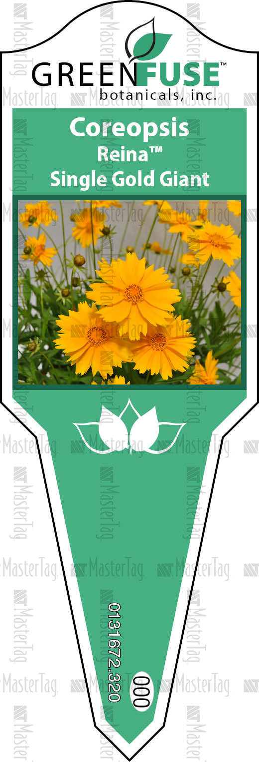 Coreopsis Reina™ Single Giant Gold MasterTag XL Stake Tag