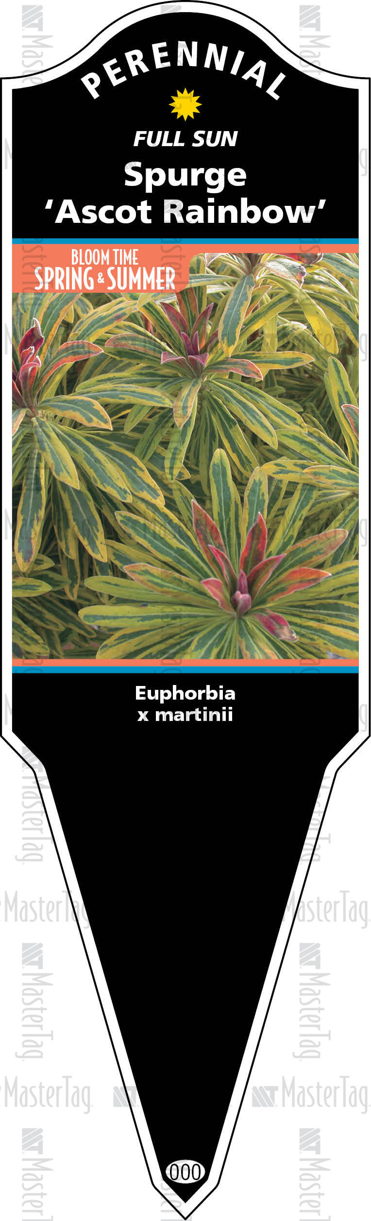 Euphorbia X Martinii Ascot Rainbow Spurge Dobbies