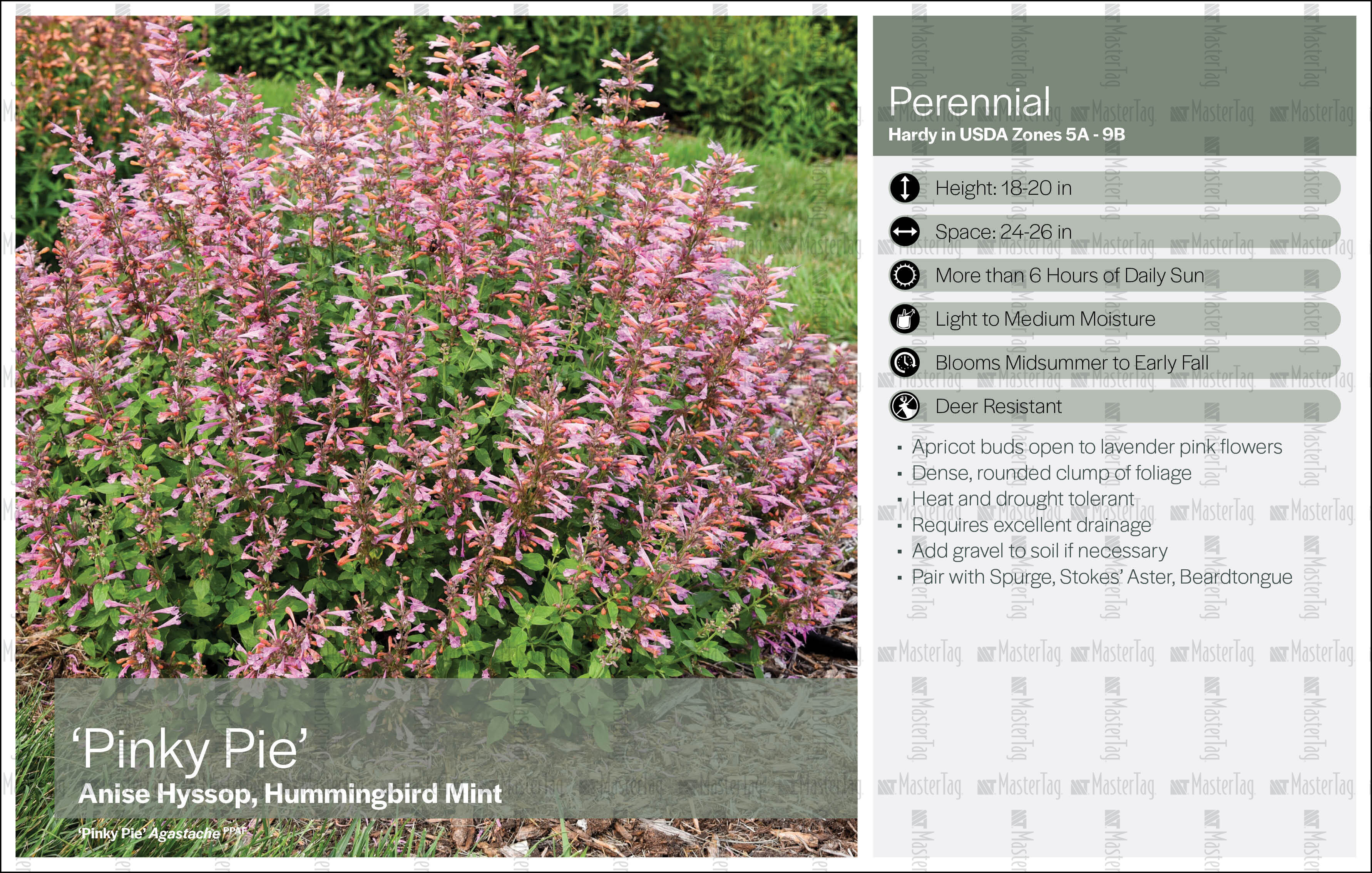 Agastache Pinky Pie 7" Display Card
