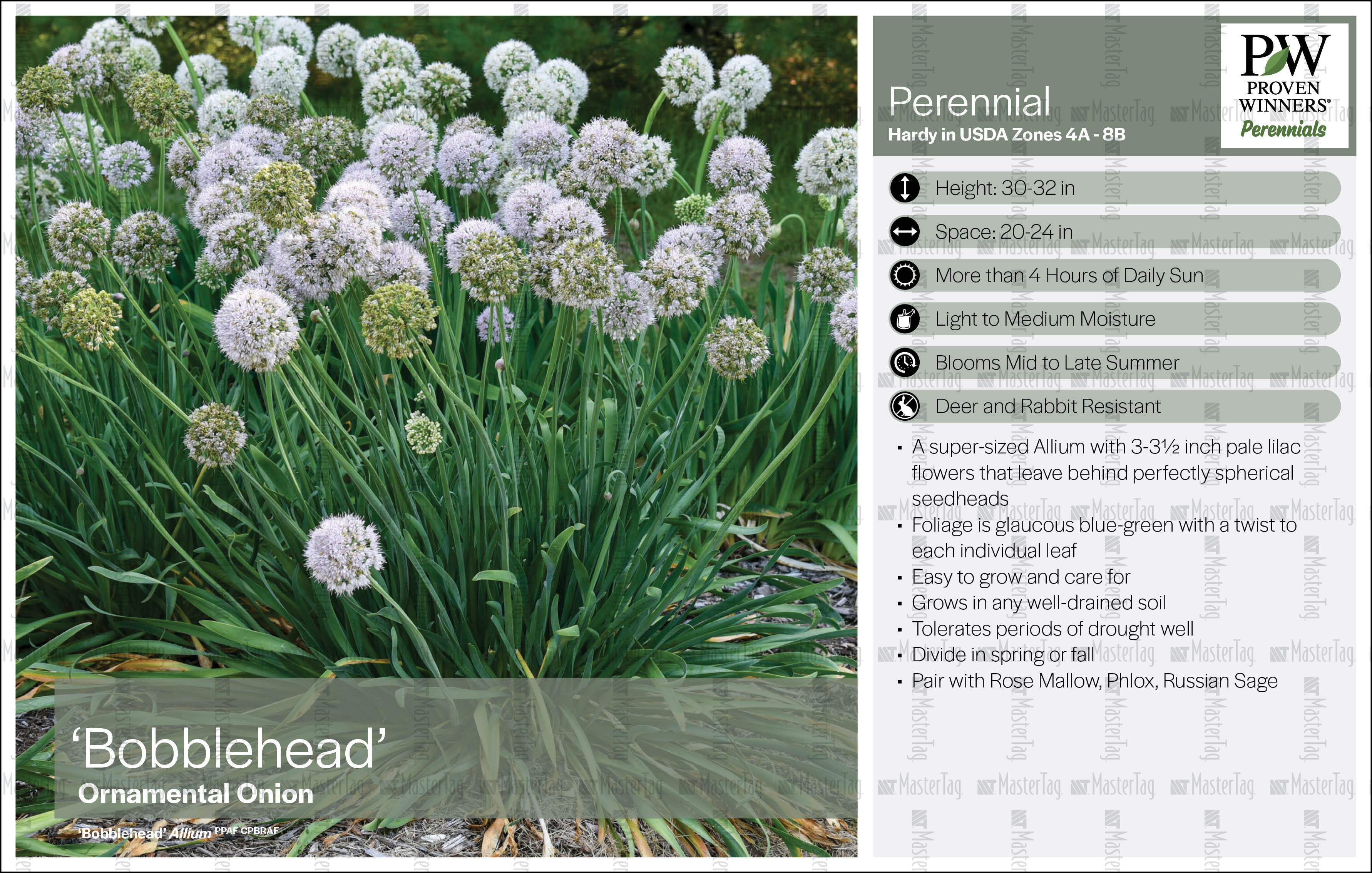Allium Bobblehead 7" Display Card