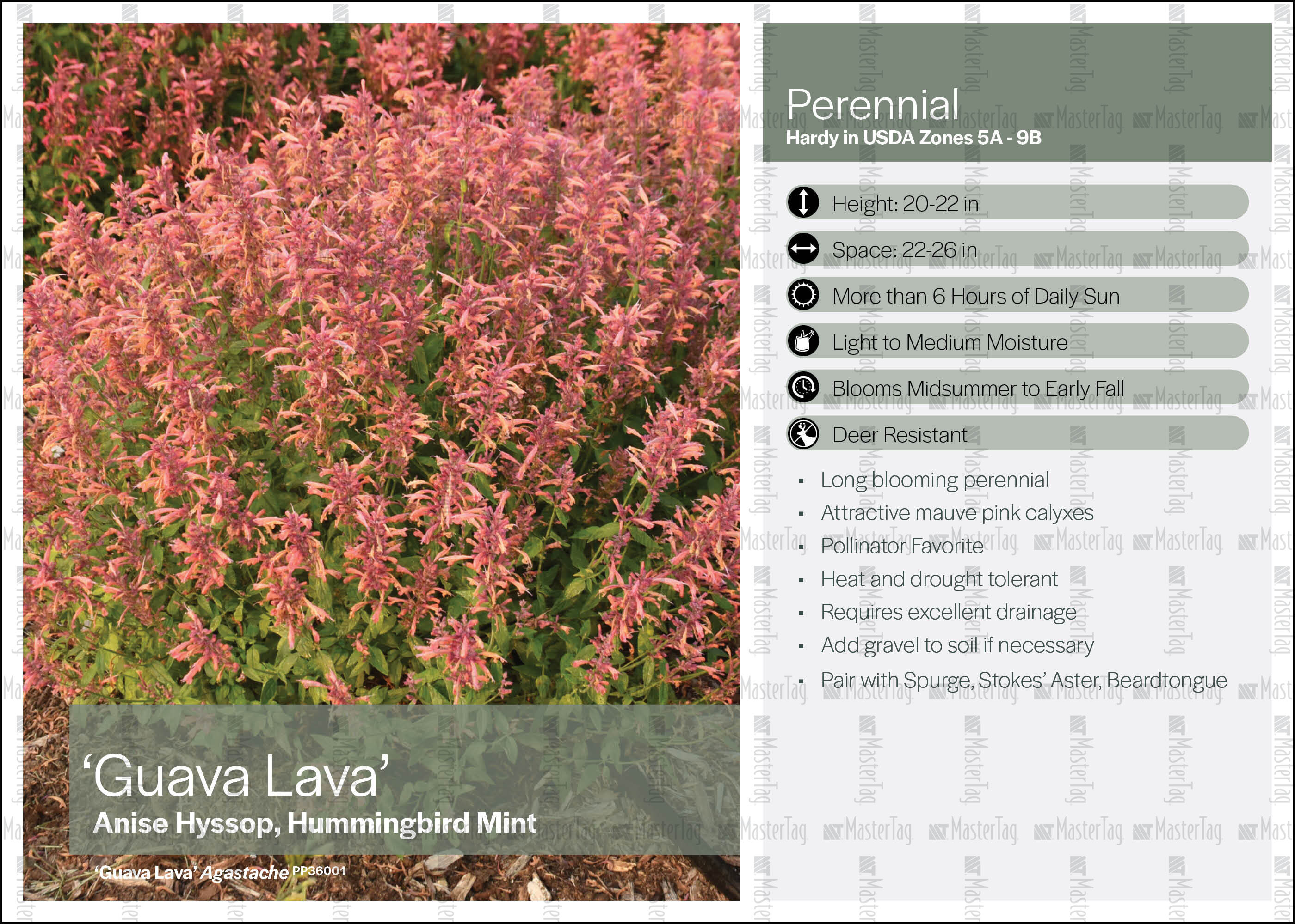 Walters Gardens Agastache Guava Lava Display Card
