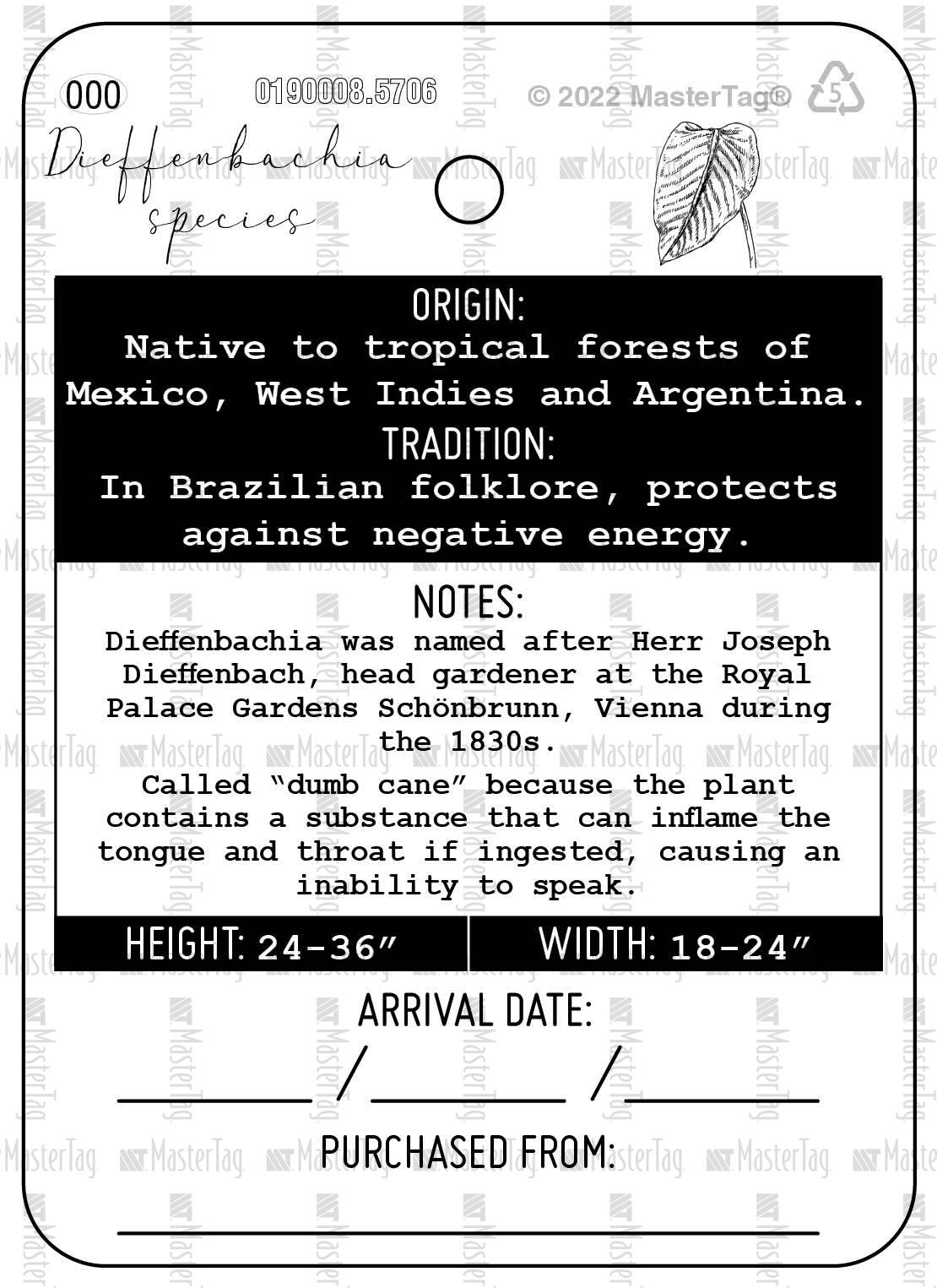 Dieffenbachia Dieffenbachia species Mini Marquee