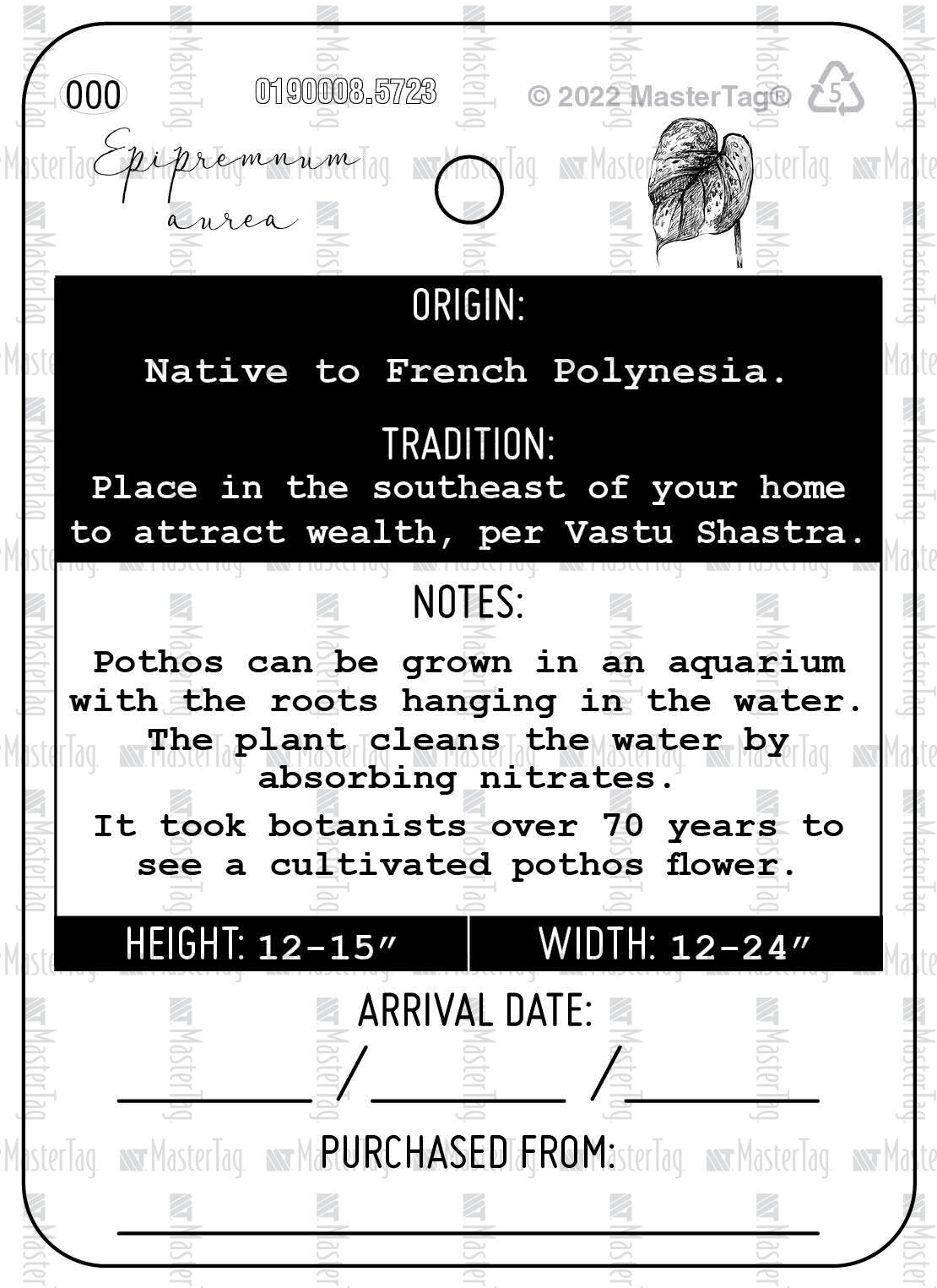 Pothos Epipremnum aurea Mini Marquee