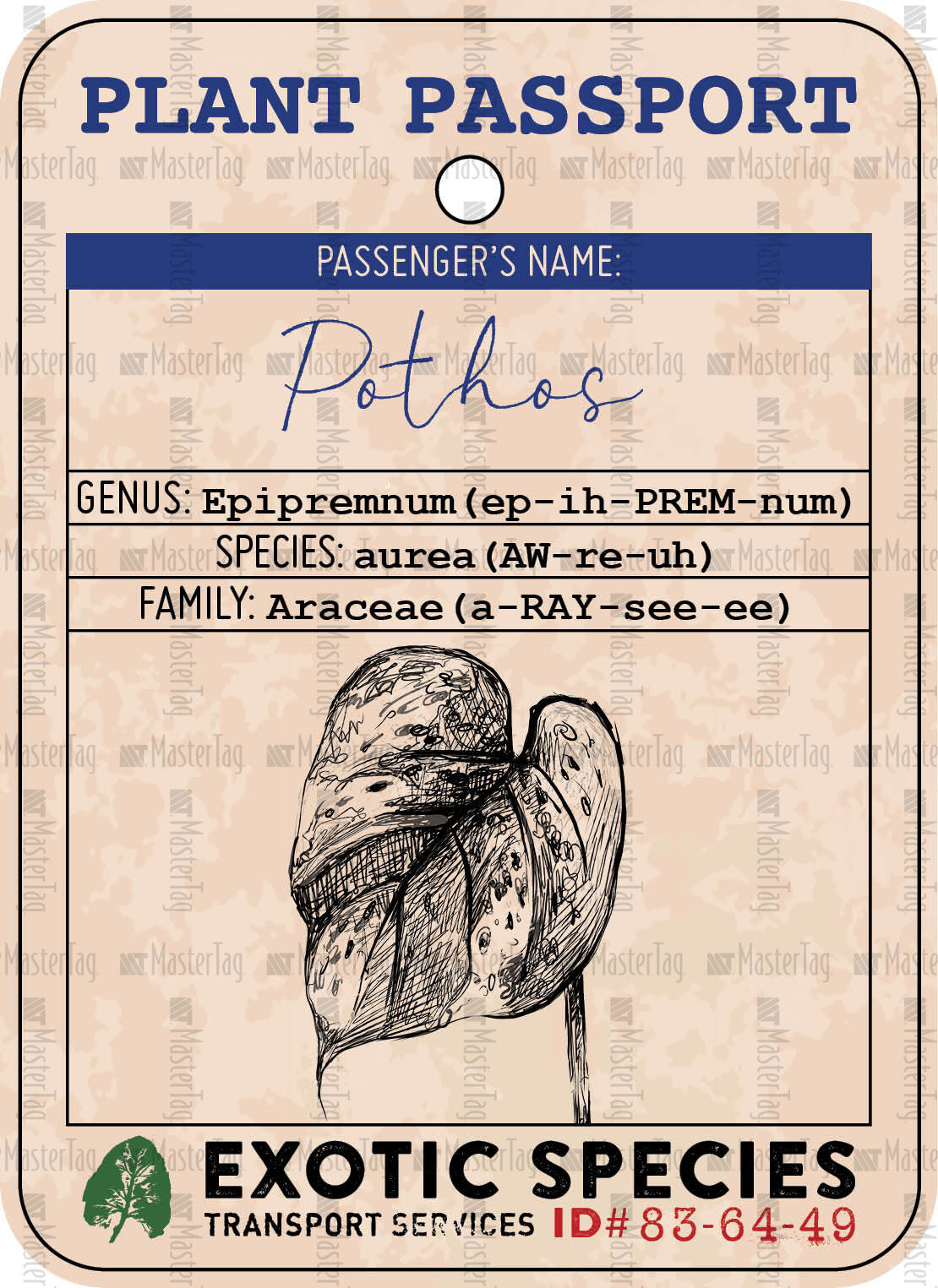 Pothos Epipremnum aurea Mini Marquee