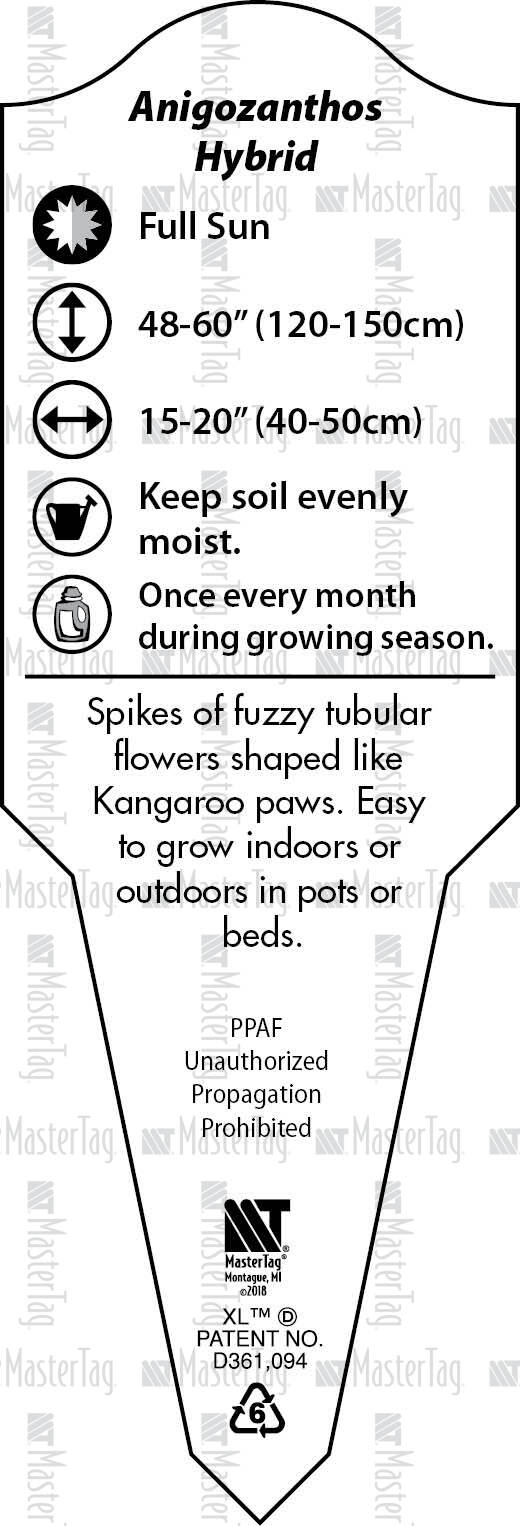 GreenFuse Anigozanthos Big Roo® Red MasterTag XL Stake Tag