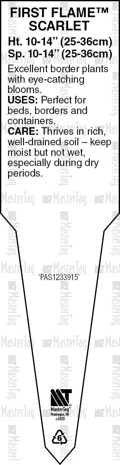 Celosia First Flame™ Scarlet Master Tag Stake Tag