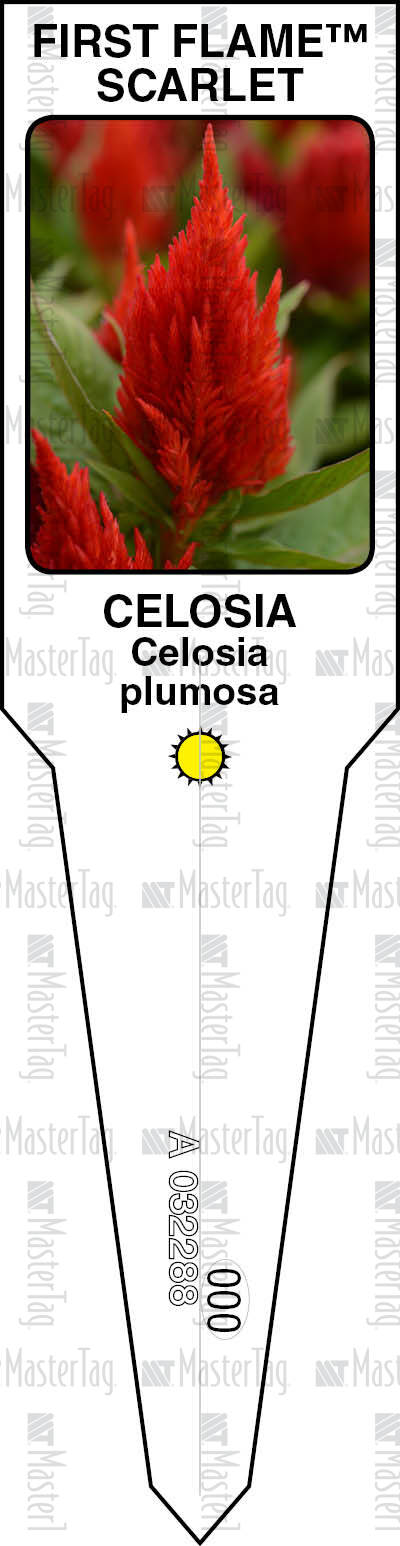 Celosia First Flame™ Scarlet Master Tag Stake Tag