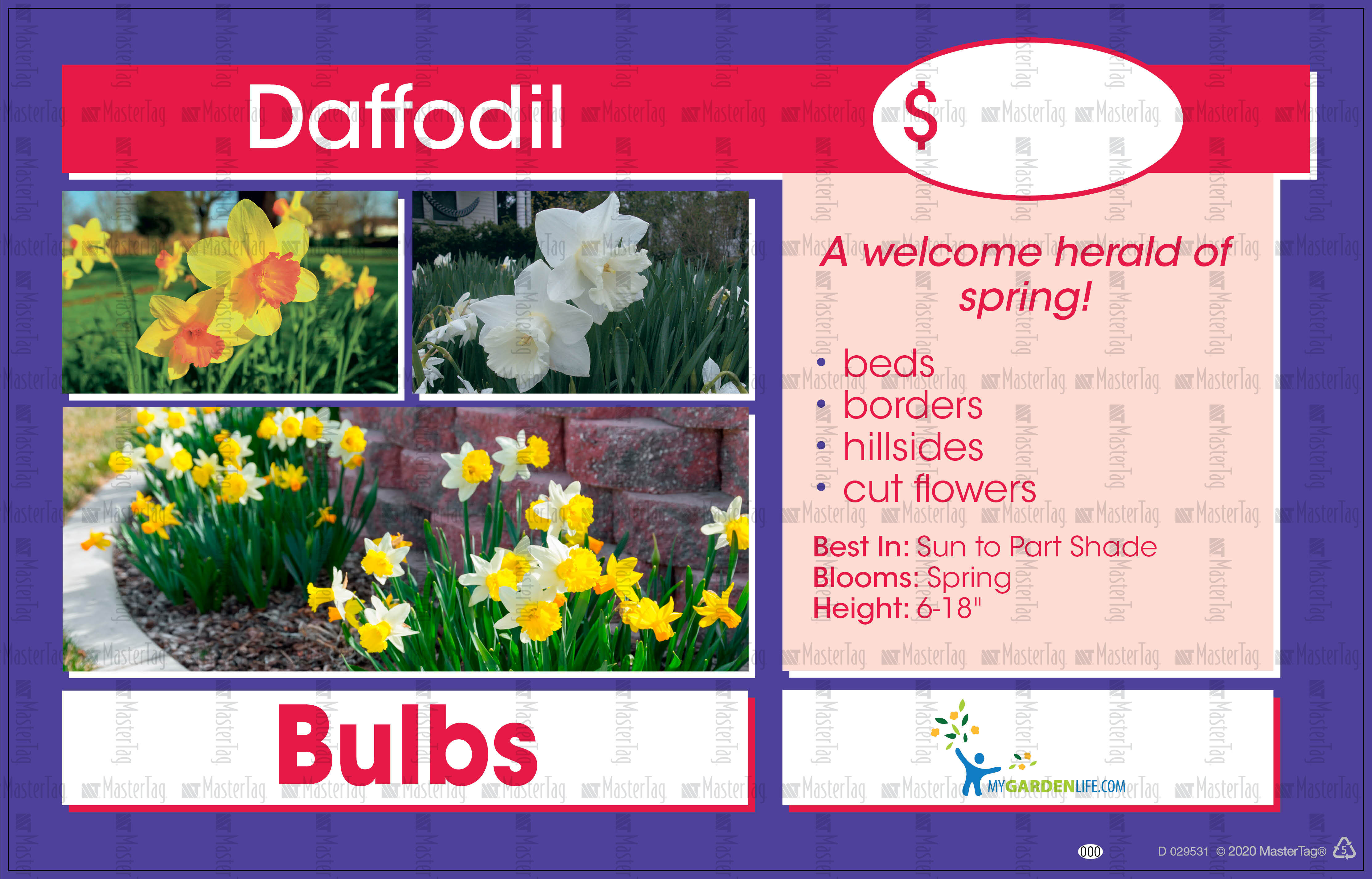 XL™ Designer Series Daffodil Display Card