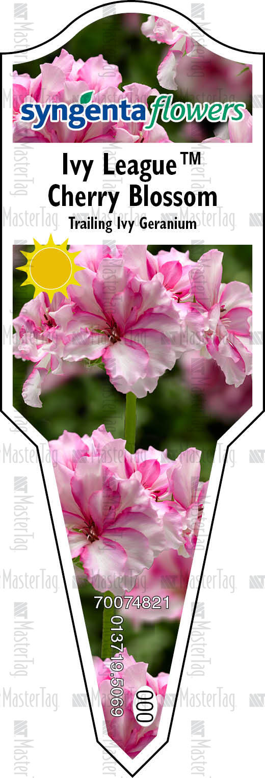 Syngenta Flowers Ivy Geranium Ivy League™ Cherry Blossom MasterTag XL ...