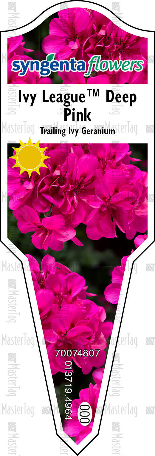 Syngenta Flowers Ivy Geranium Ivy League™ Deep Pink MasterTag XL Stake Tag