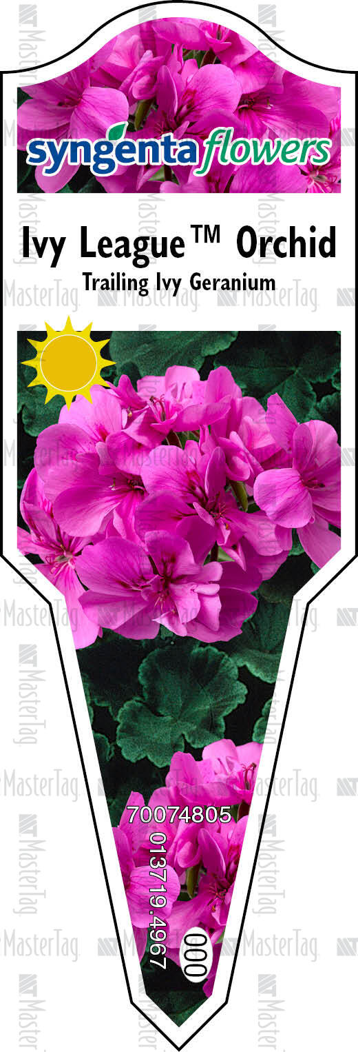 Syngenta Flowers Ivy Geranium Ivy League™ Orchid MasterTag XL Stake Tag