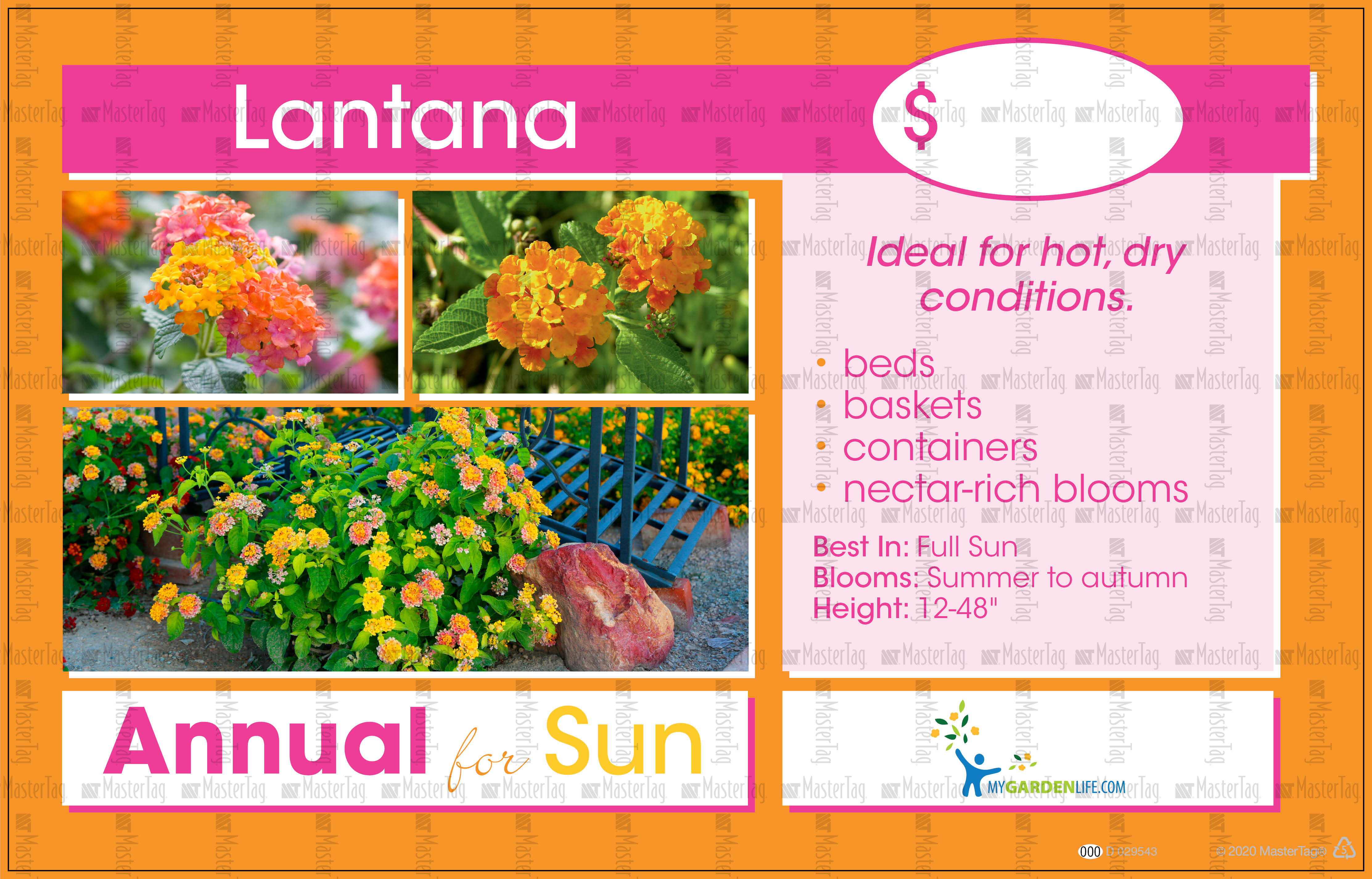 XL™ Designer Series Lantana Display Card