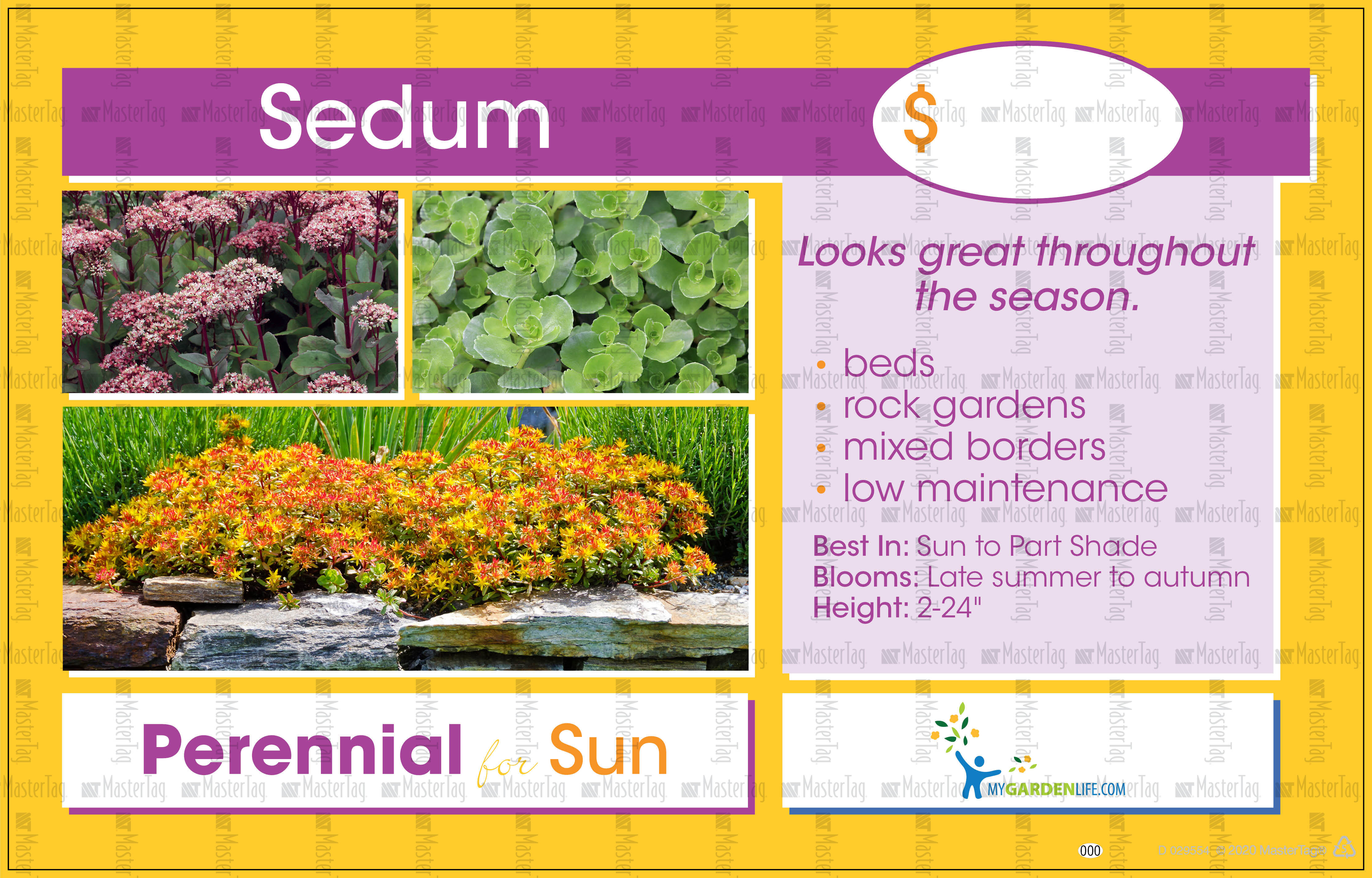 XL™ Designer Series Sedum Display Card