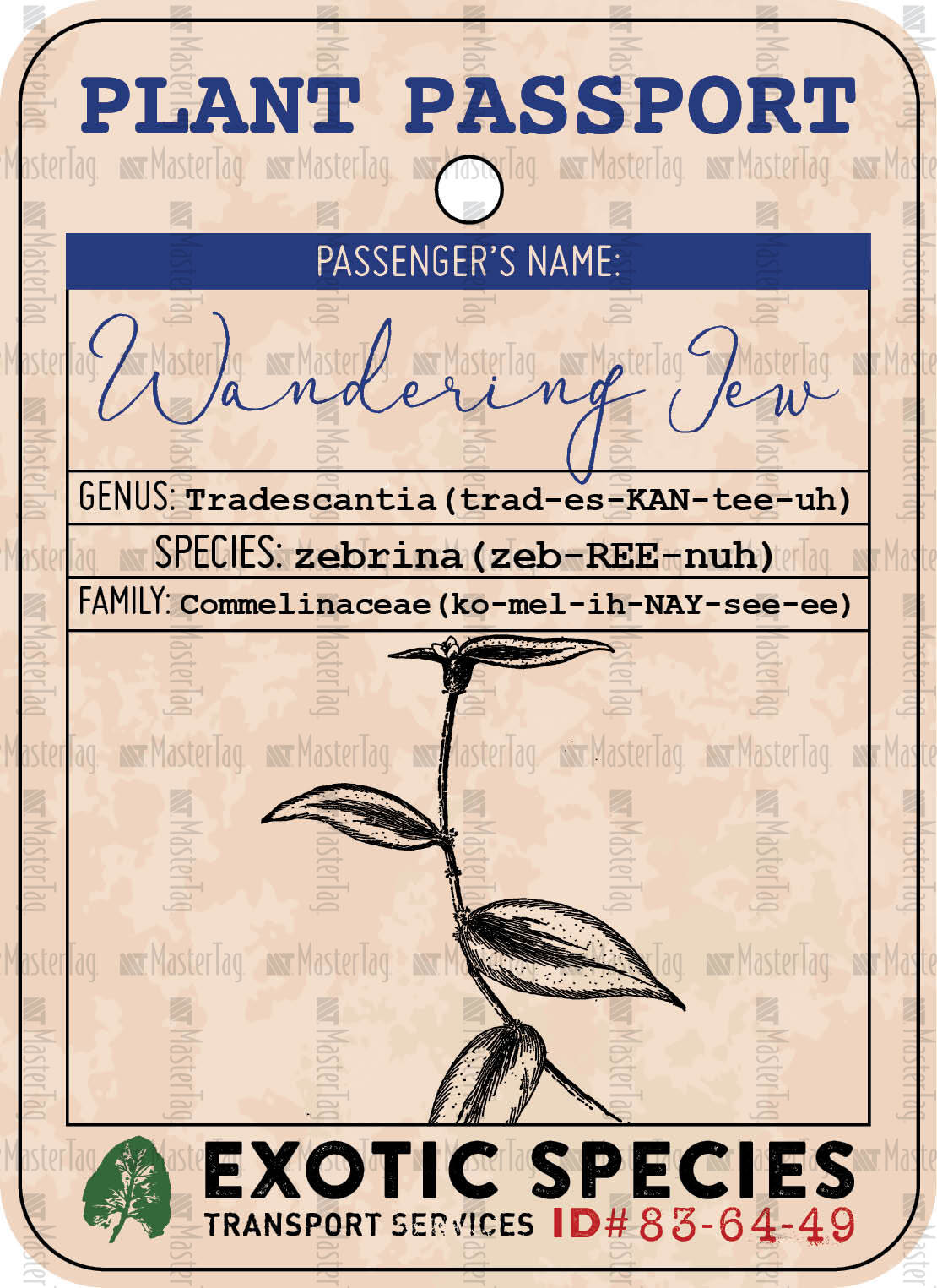 Wandering Jew Tradescantia zebrina Mini Marquee