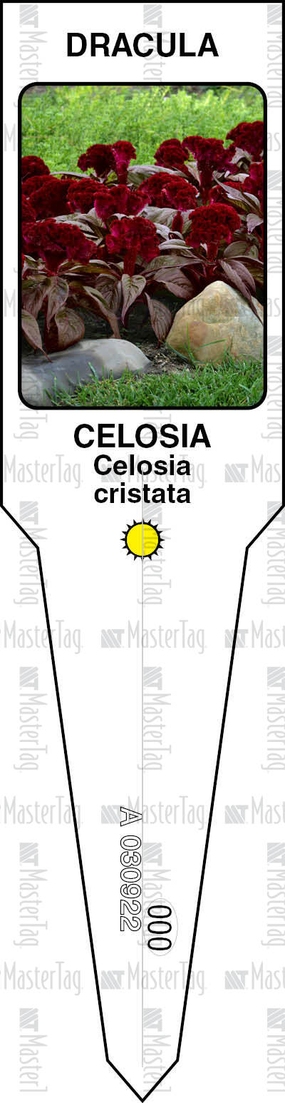 Celosia Dracula Master Tag Stake Tag