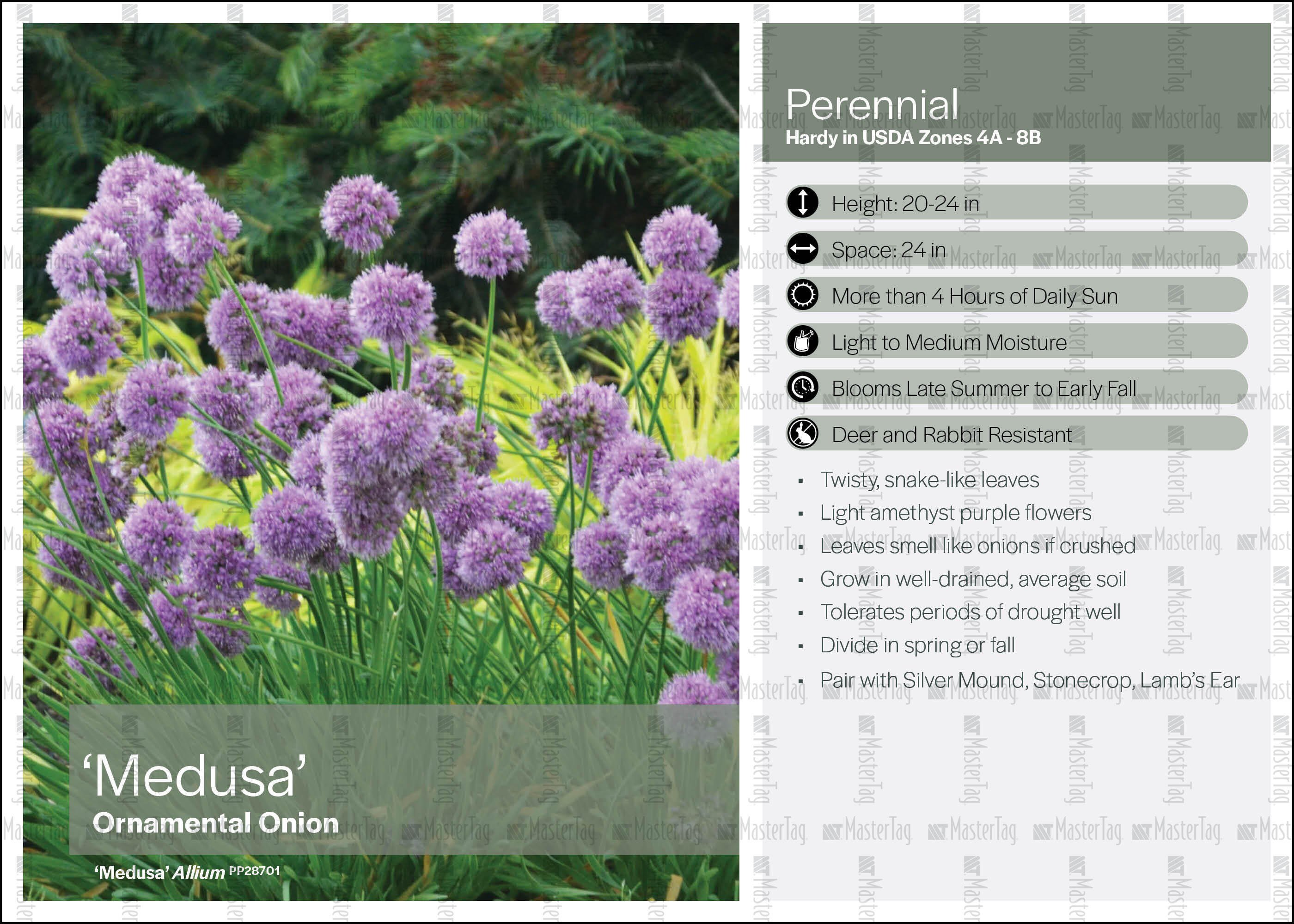 Walters Gardens Allium Medusa Display Card