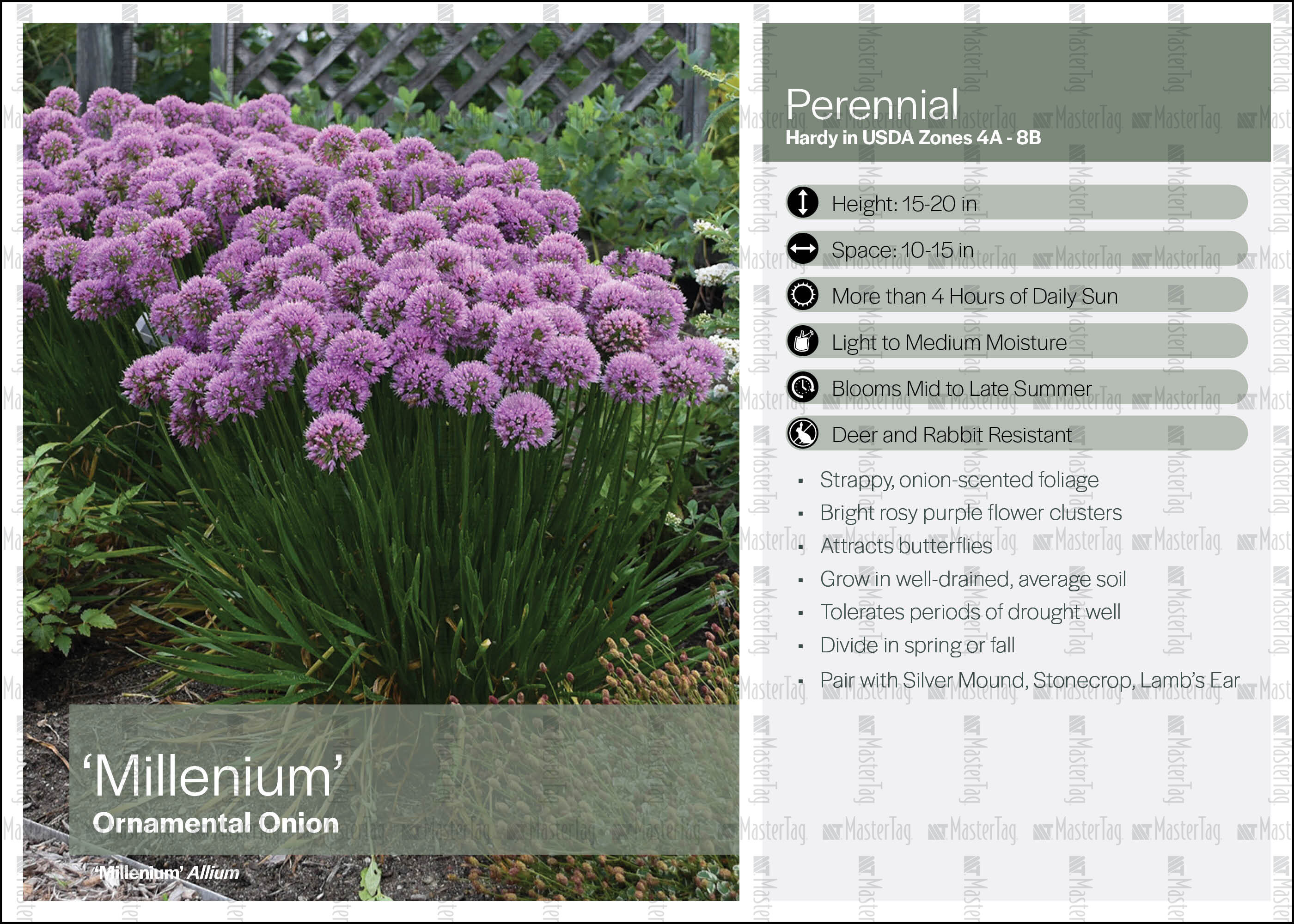 Walters Gardens Allium Millenium Display Card