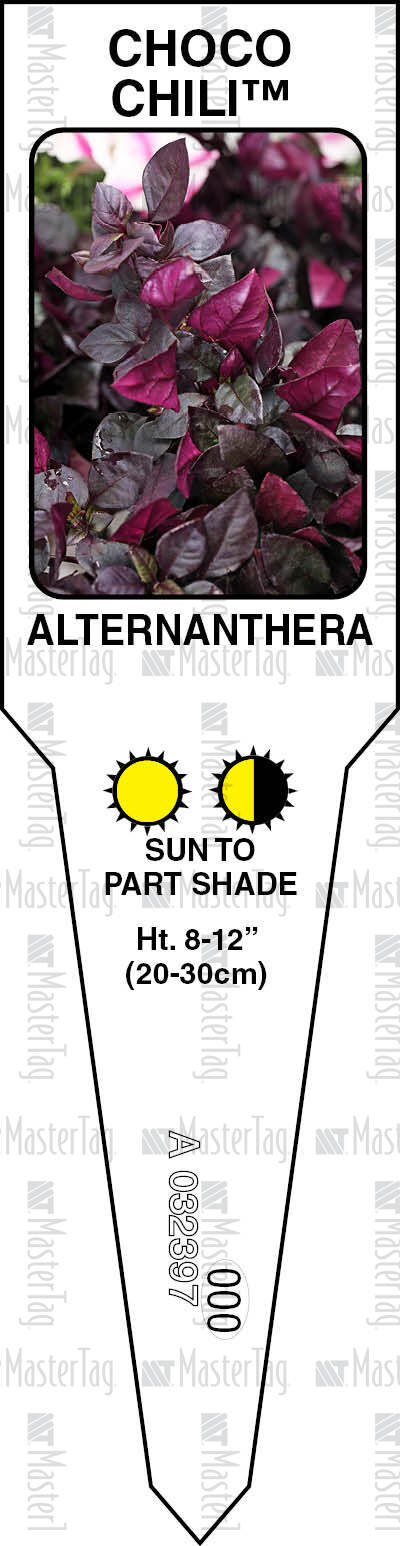 Alternanthera Choco Chili™ Master Tag Stake Tag
