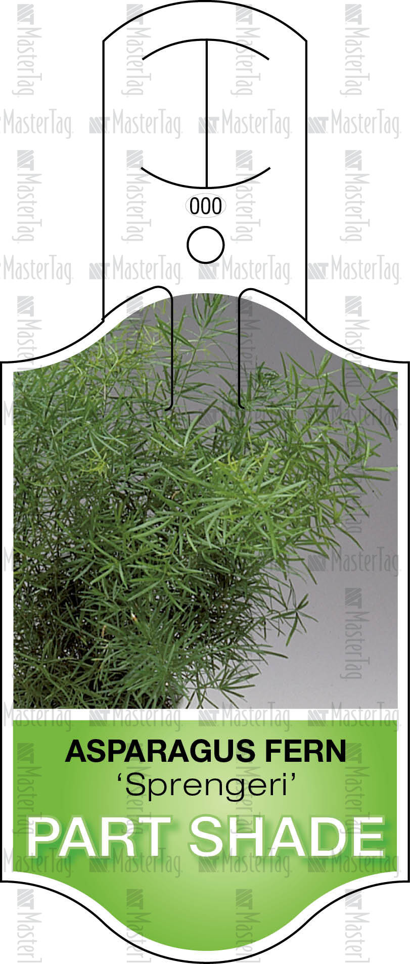 Asparagus Fern 'Sprengeri' Small XL Hang Tag